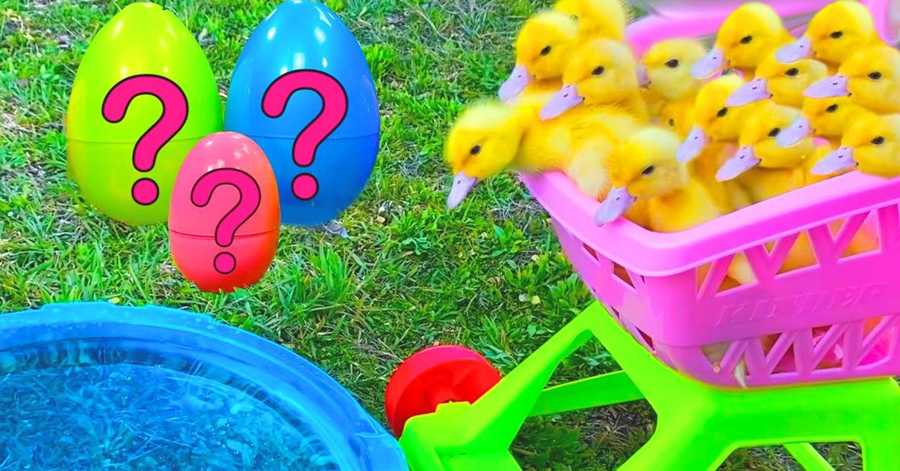 ¿Cuántos colores de pollitos hay aquí? 🐥